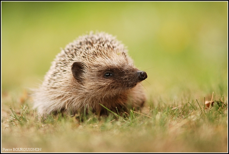 Hérisson (Erinaceus europaeus), photographie animalière par Pierre ...