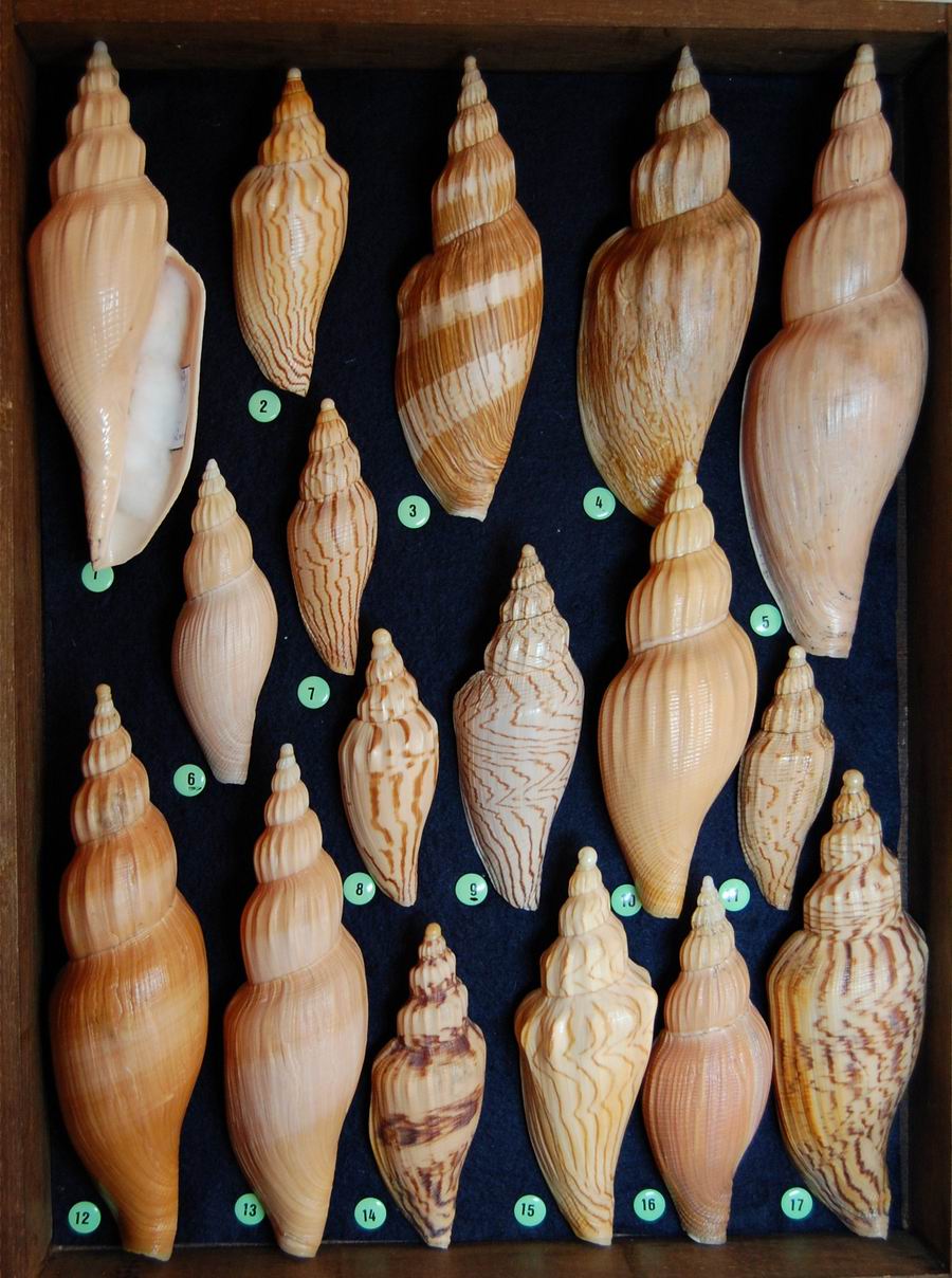 Volutidae Fulgorariinae Fulgoraria de Chine