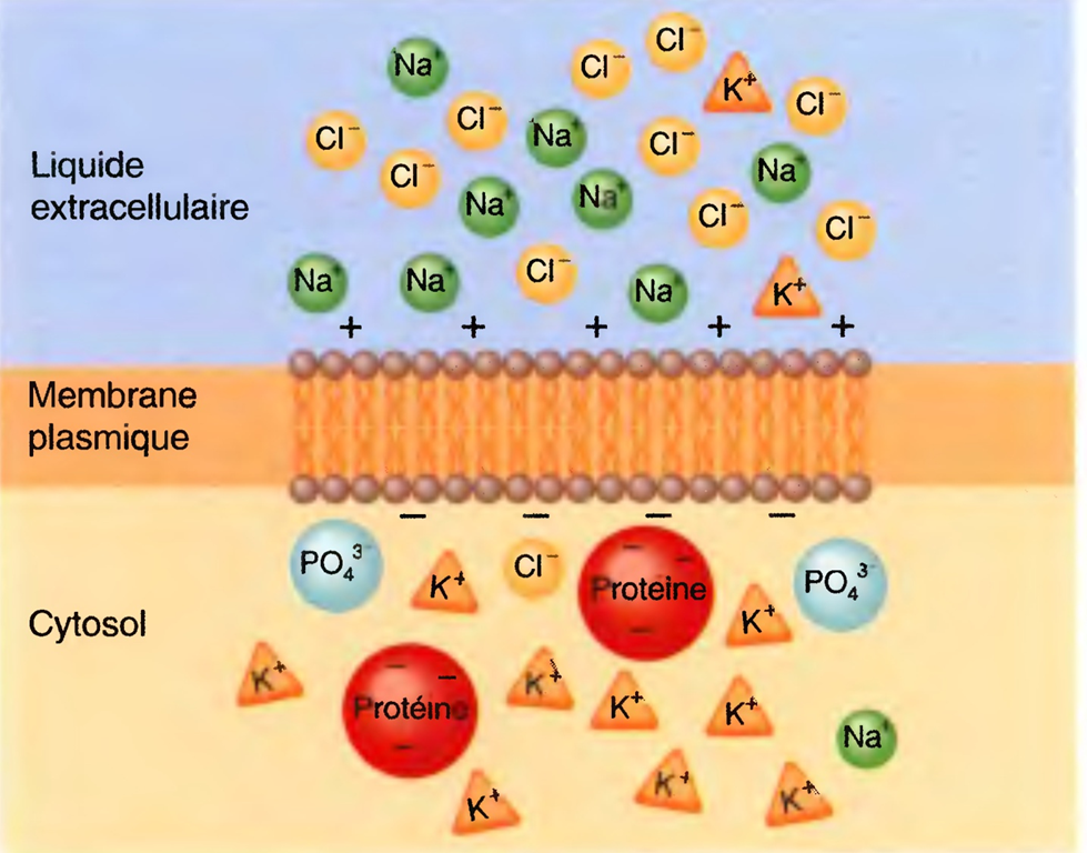 Liquide Extracellulaire; liquide extra-cellulaire; liquide ...
