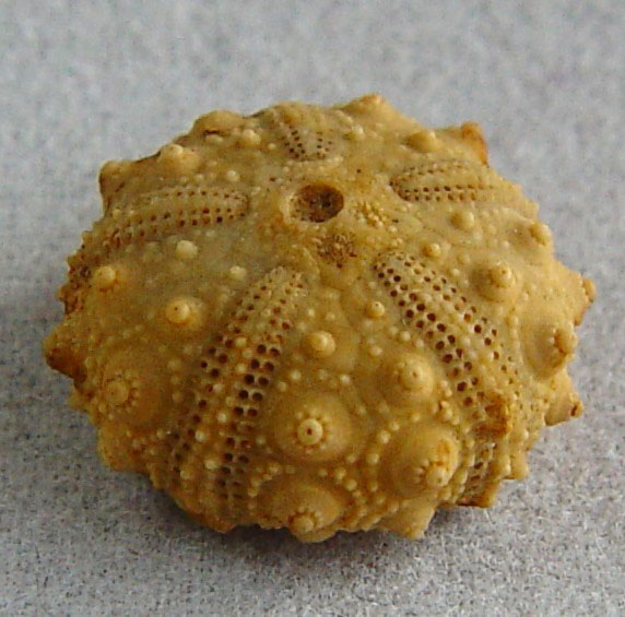 Méthodes De Datation Des Fossiles - partnerblog