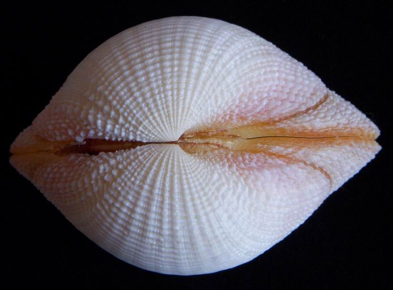 Fimbria fimbriata (Linnaeus, 1758)