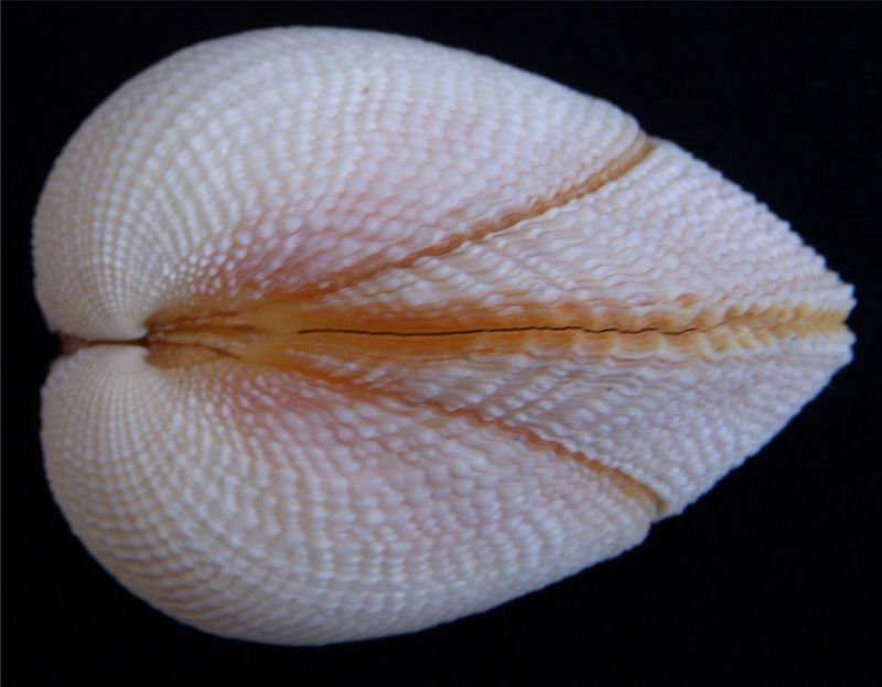 Fimbria fimbriata (Linnaeus, 1758)