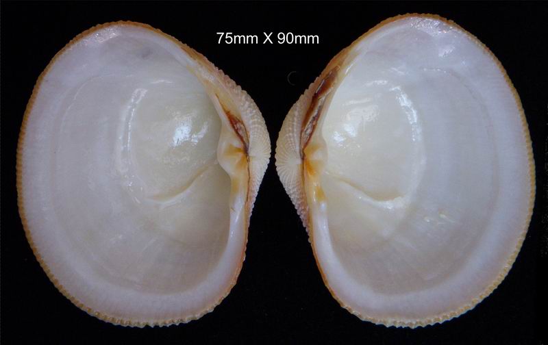 Fimbria fimbriata (Linnaeus, 1758)