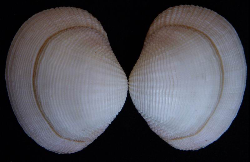 Fimbria fimbriata (Linnaeus, 1758)