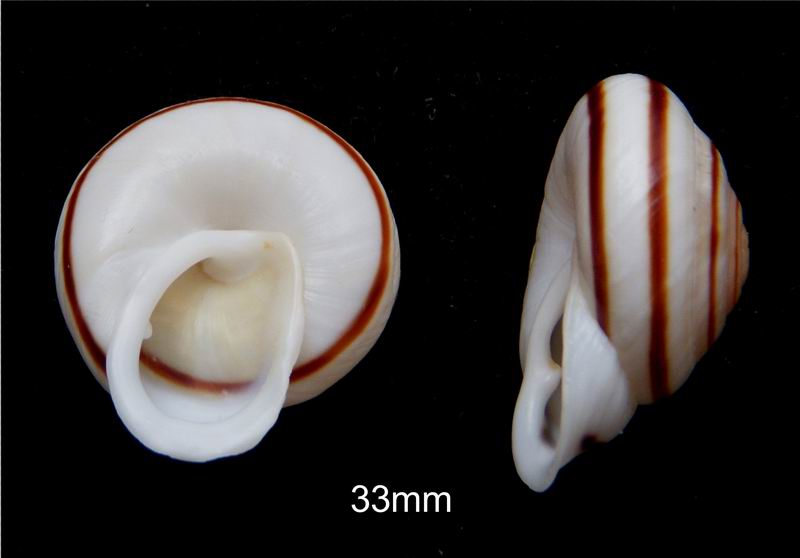 Obba bigonia (Ferussac,1821)