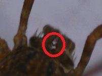 [Rilaena triangularis] opilion à phalanges .... ? - Le Monde des insectes