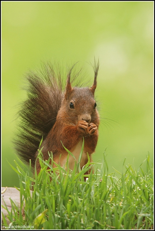 Photographie animalière, en forêt, par Pierre BOURGUIGNON, photographe ...
