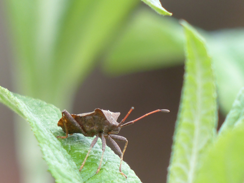 Macro d'un insecte entre deux pluies
