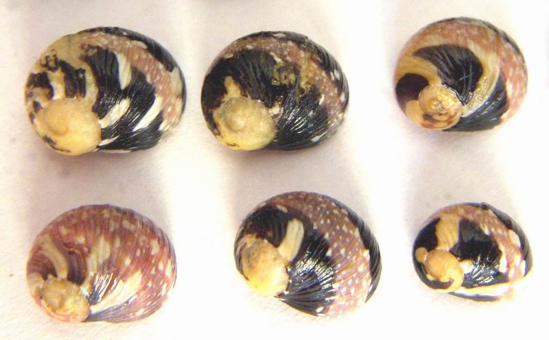 Clithon pulchellum - (Récluz, 1843)