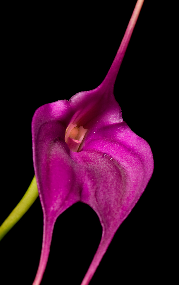 Masdevallia Red Wing | Slippertalk Orchid Forum