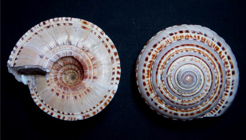 Architectonica trochlearis (Hinds, 1844)