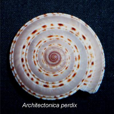 Architectonica perdix (Hinds, 1844)