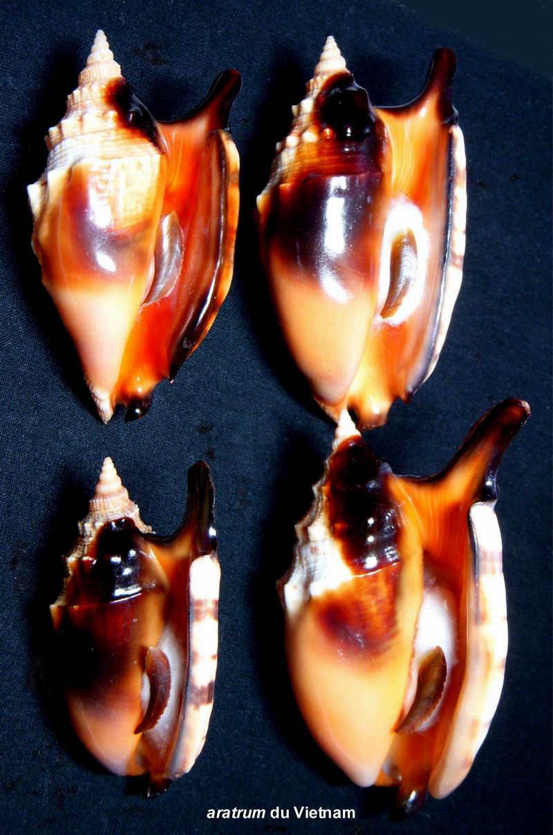 Euprotomus aratrum (Röding, 1798)