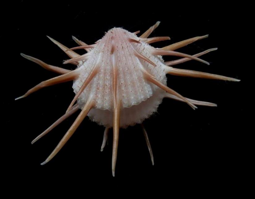 Spondylus imperialis Chenu, 1844