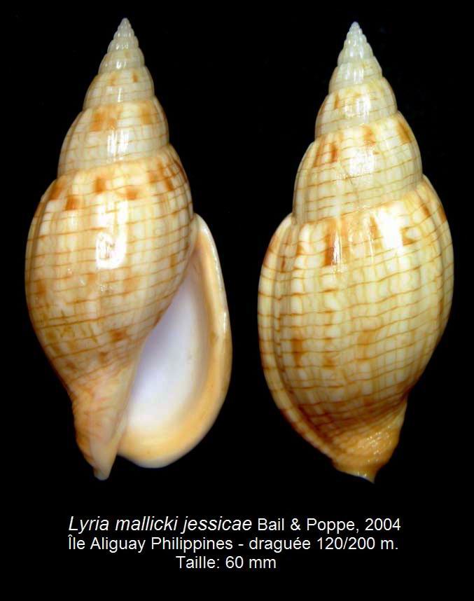 Lyria mallicki jessicae Bail & Poppe, 2004