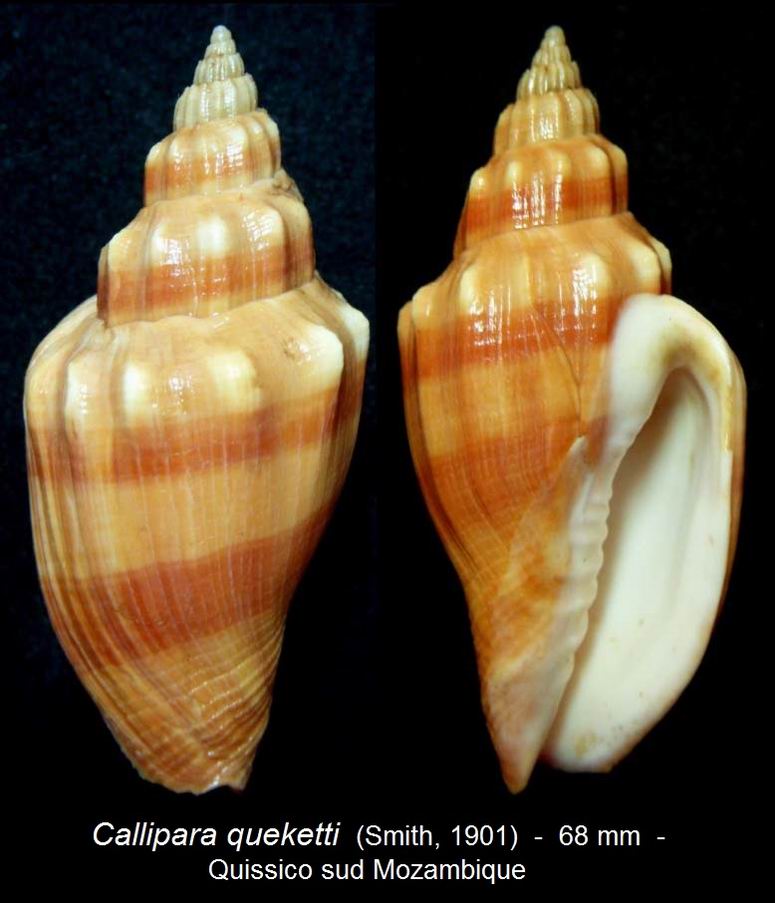 Simililyria queketti (E. A. Smith, 1901)