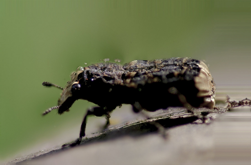 [Platyrhinus resinosus] Mimétisme étonnant - Le Monde des insectes