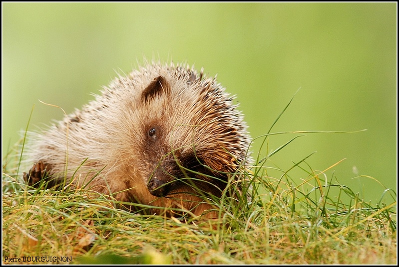 Hérisson (Erinaceus europaeus), photographie animalière par Pierre ...