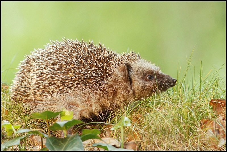 Hérisson (Erinaceus europaeus), photographie animalière par Pierre ...