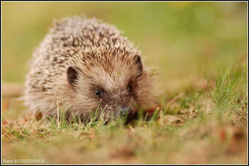 Hérisson (Erinaceus europaeus), photographie animalière par Pierre ...