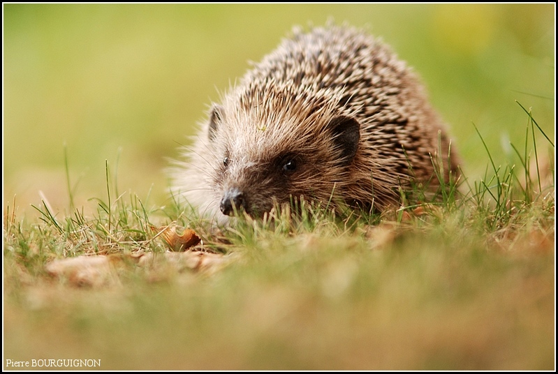 Photographie animalière, au jardin, par Pierre BOURGUIGNON, Photographe ...