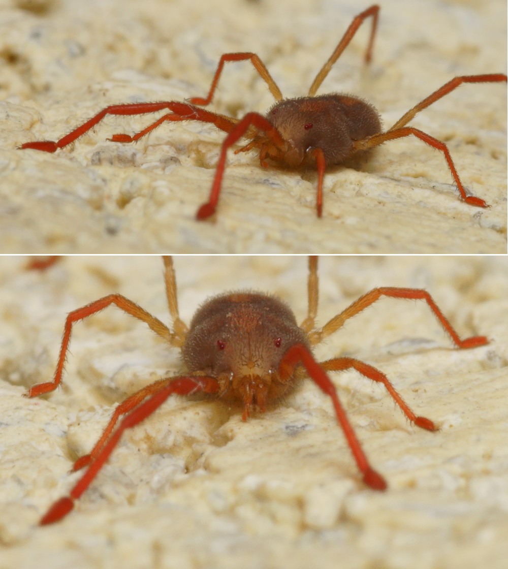 Photo NB08044-46M1h112-112r49.0 - .. .. [Erythraeidae - Prostigmates ...