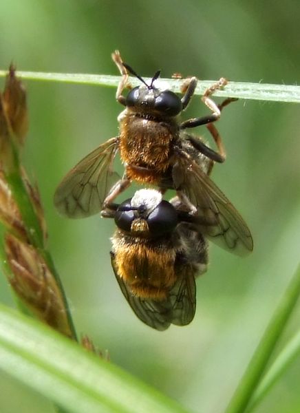 [Microdon mutabilis] Accouplement de petites aux longues antennes. - Le ...