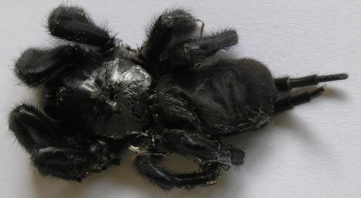 [Macrothele calpeiana] Mygale Andalouse - Le Monde des insectes