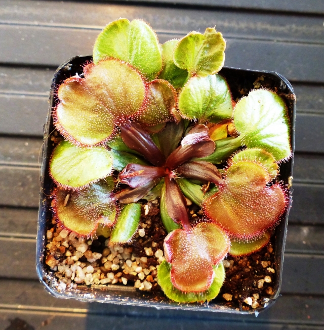 Drosera falconeri photos