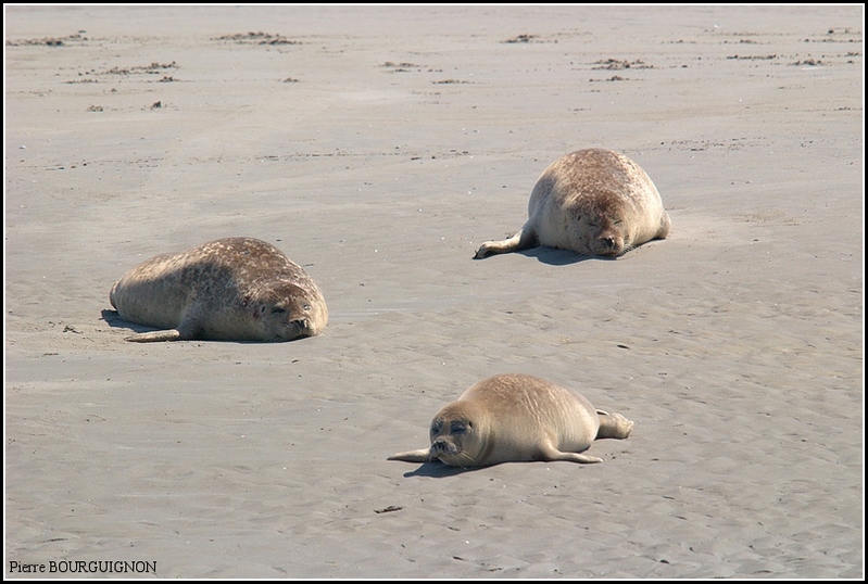 Phoque commun, Veau marin (phoca vitulina) par Pierre BOURGUIGNON ...