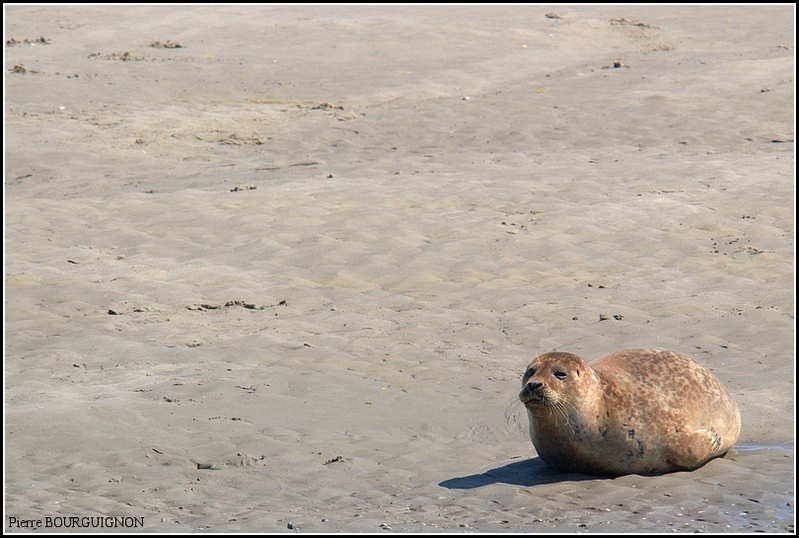 Phoque commun, Veau marin (phoca vitulina) par Pierre BOURGUIGNON ...