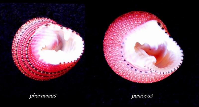 Clanculus puniceus (Philippi, 1846)