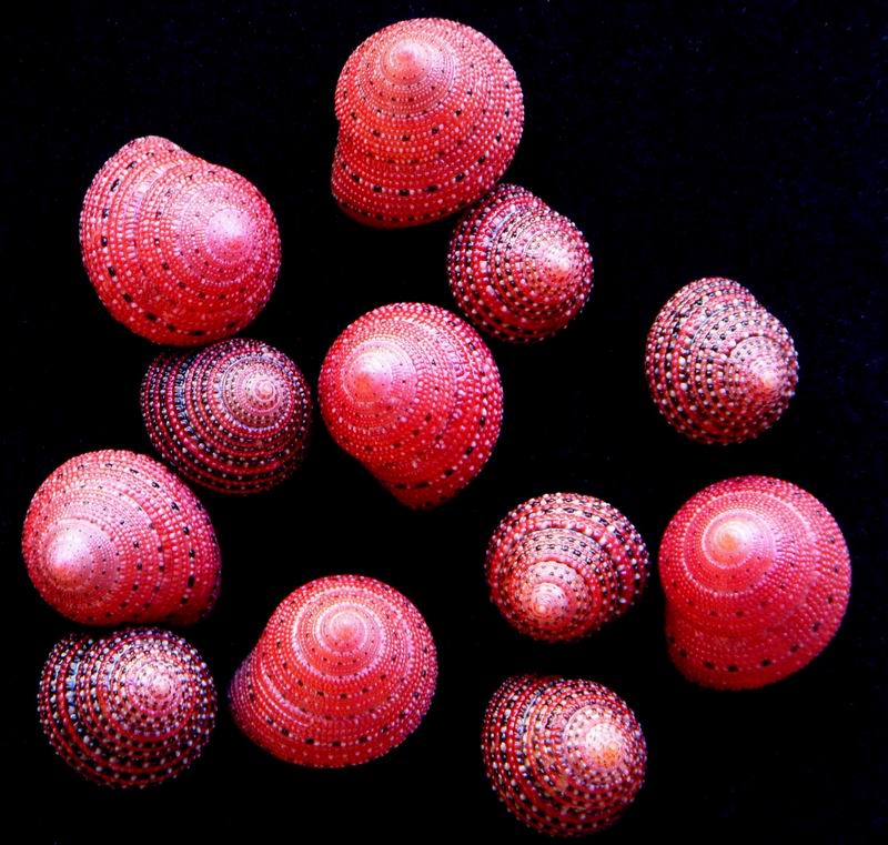 Clanculus puniceus (Philippi, 1846)