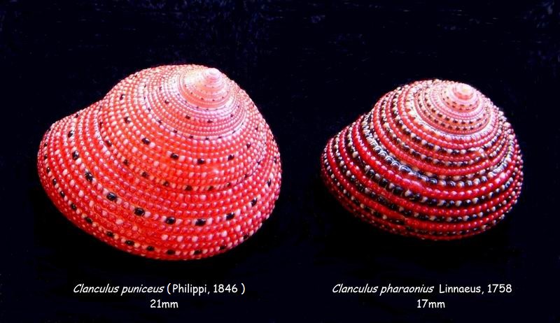 Clanculus puniceus (Philippi, 1846)