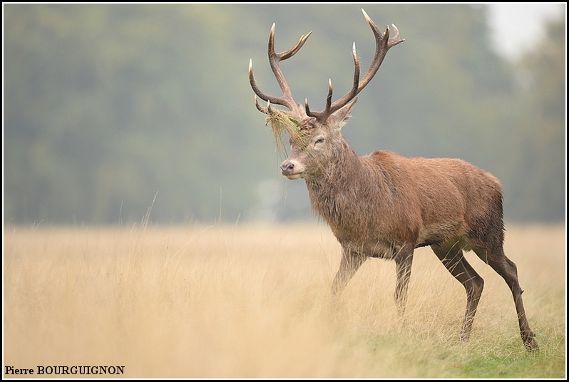 Cerf élaphe (cervus elaphus), par Pierre BOURGUIGNON, photographe ...