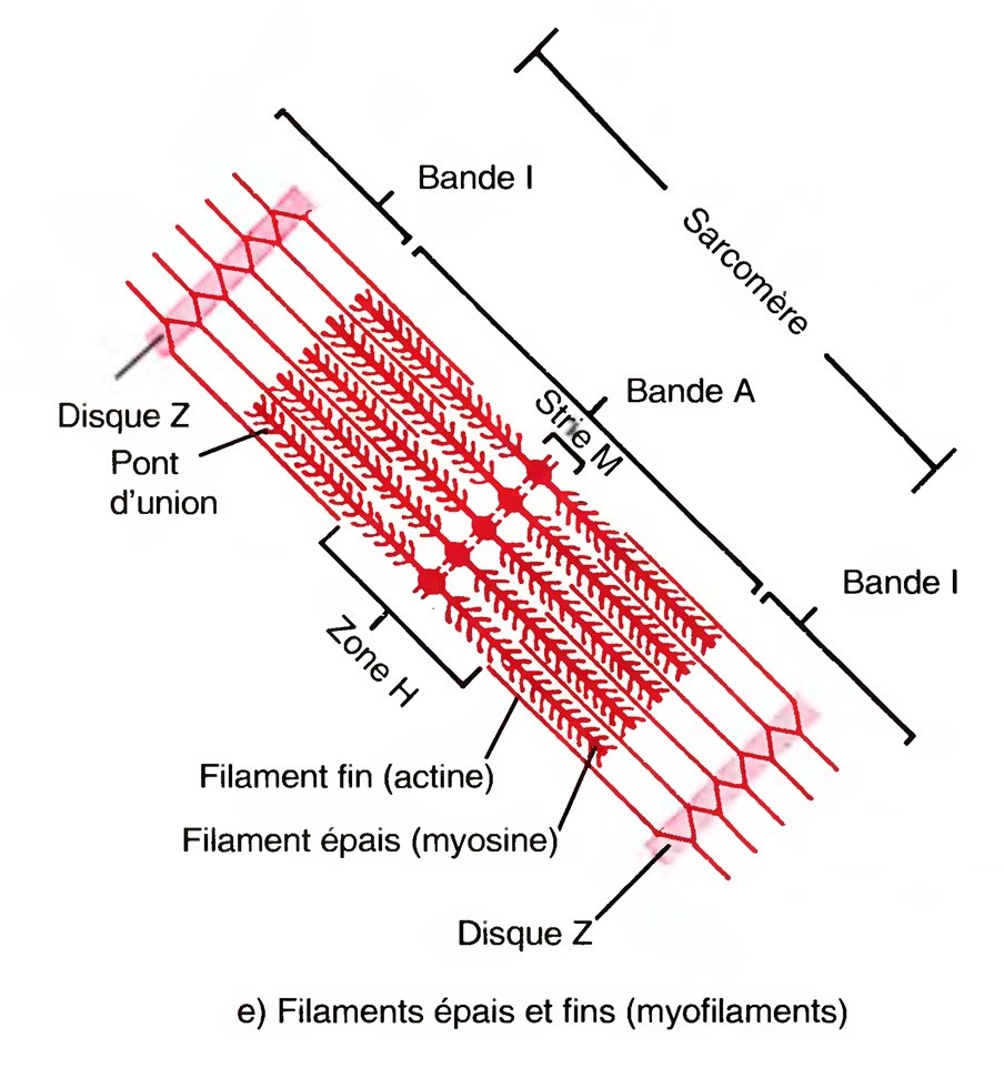 filaments epais et fins.jpg - Casimages.com