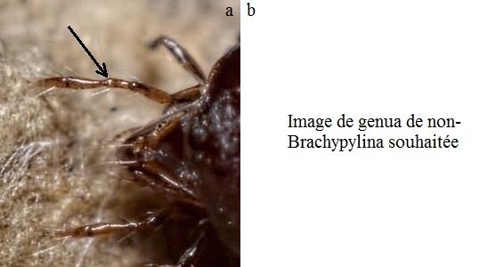 Clé de prédétermination des familles d'oribates - Le Monde des insectes