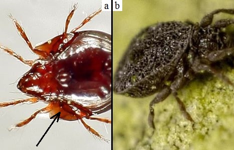 Clé de prédétermination des familles d'oribates - Le Monde des insectes