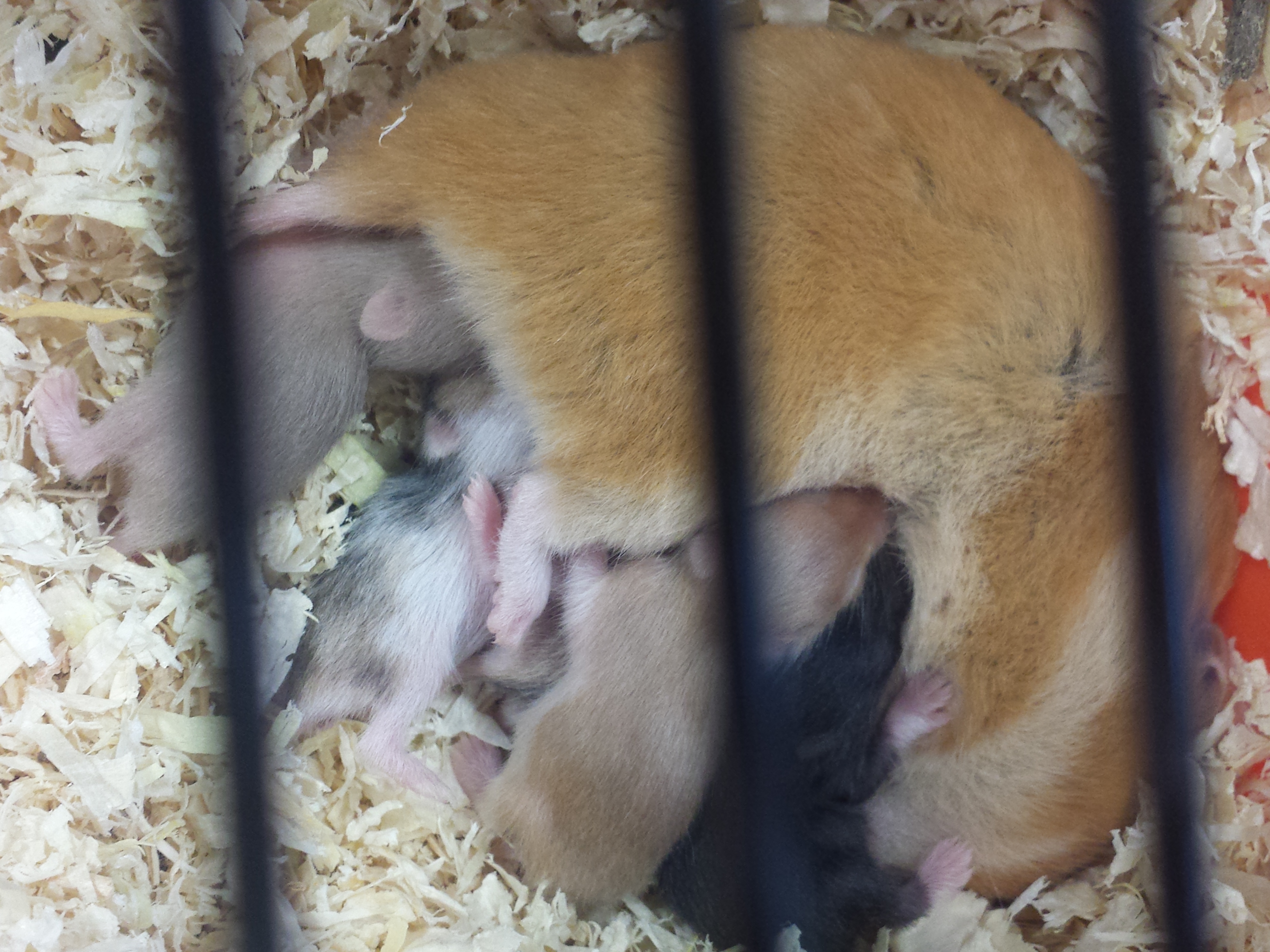 Les 8 hamsters sont nés en SVT | Clic' Macé