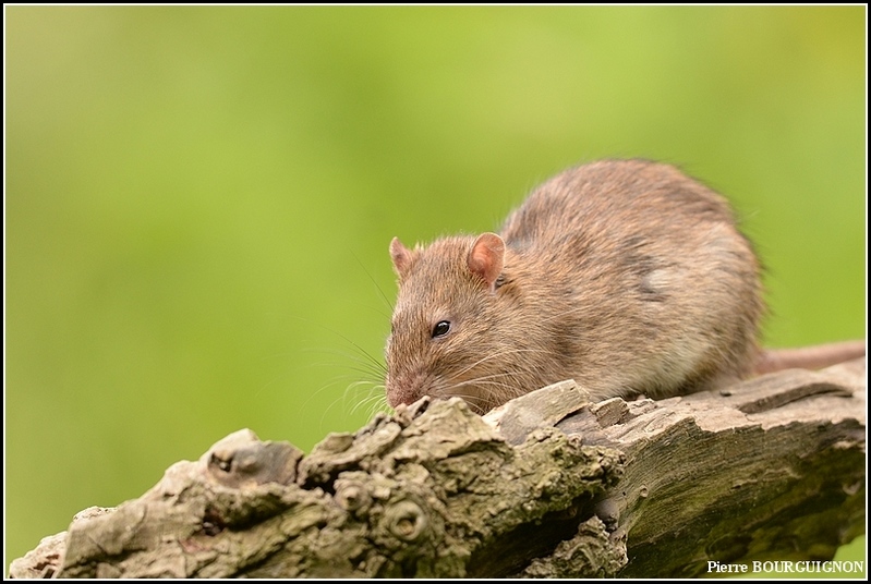 Surmulot, rat brun (Rattus norvegicus) par Pierre BOURGUIGNON ...