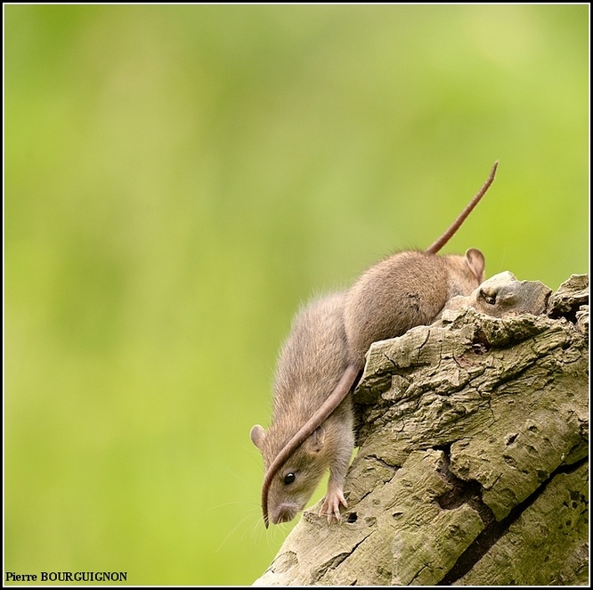 Surmulot, rat brun (Rattus norvegicus) par Pierre BOURGUIGNON ...