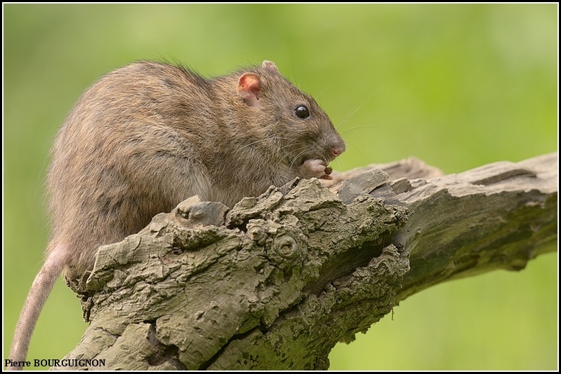 Surmulot, rat brun (Rattus norvegicus) par Pierre BOURGUIGNON ...