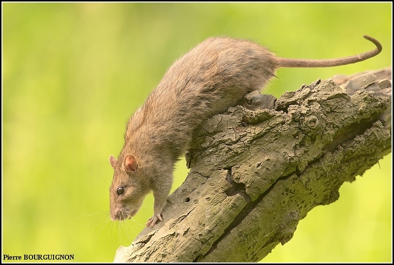 Surmulot, rat brun (Rattus norvegicus) par Pierre BOURGUIGNON ...