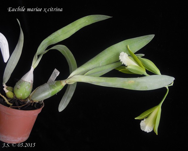 Prosthechea (Euchile) Marina (mariae x citrina)