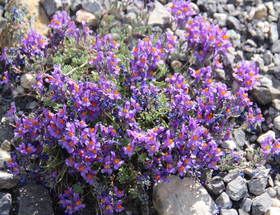 Photo linaire des alpes de l'album Fleurs des Alpes