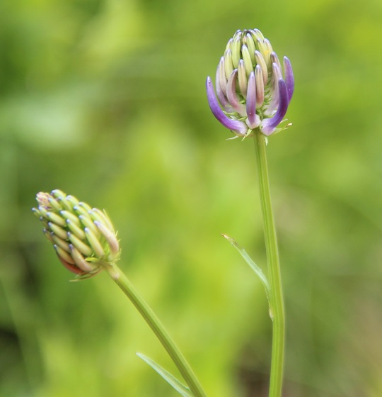 Photo raiponce de l'album Fleurs des Alpes