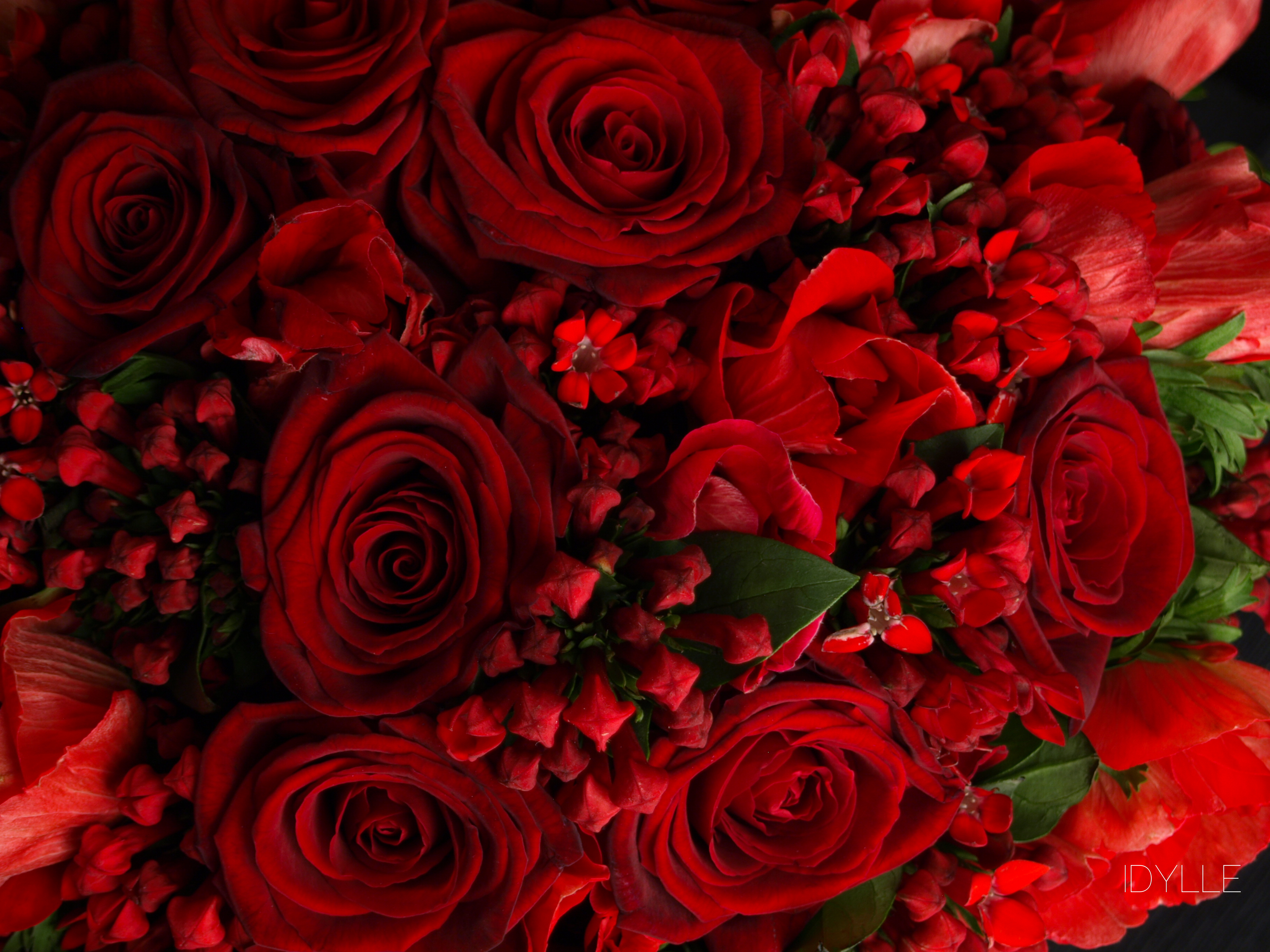 Photo bouquet-rouge-noel-romantique-idylle-rose-rouge-anemone-2 de l ...