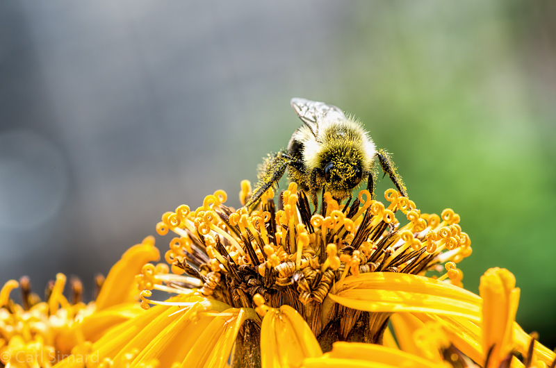 Bumblebees - PentaxForums.com