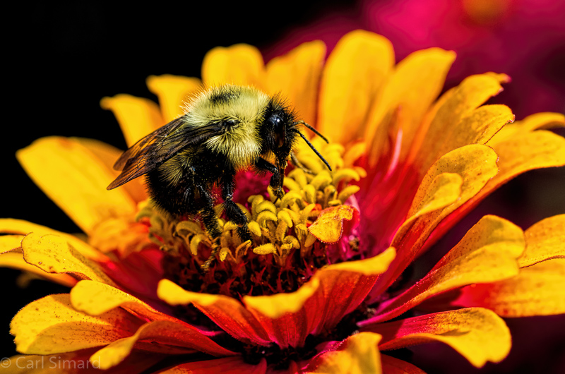 Bumblebees - PentaxForums.com