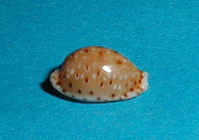 Naria thomasi (Crosse, 1865)